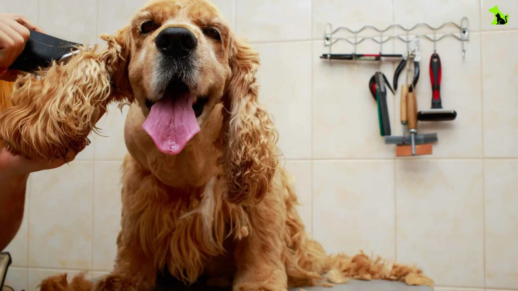 Understanding Coat Type | Breed Specific Dog Grooming Toronto - Hello ...