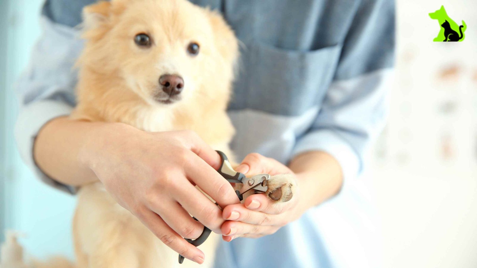 Pamper Your Pooch: Dog Groomers Dos and Don'ts - Hello Pets Inc.