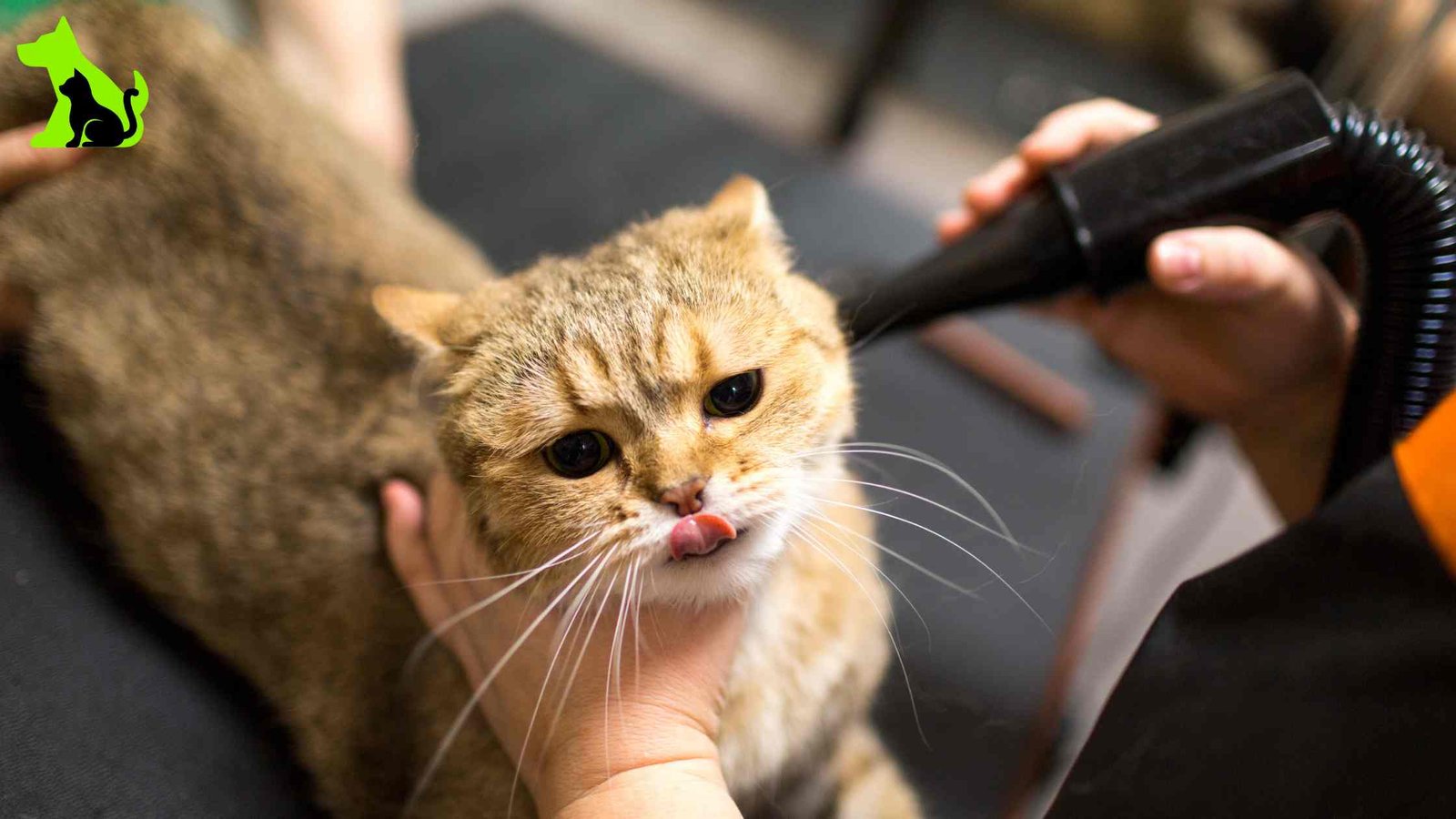 How Can I Tell if My Cat Needs Grooming? Signs to Watch For - Hello ...