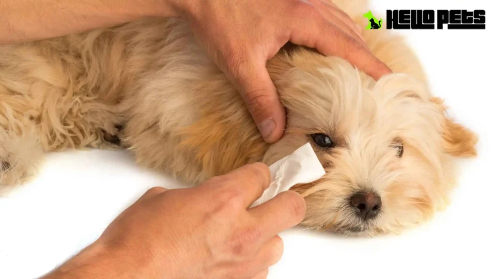 How to Clean Dog’s Eyes - Hello Pets Inc.